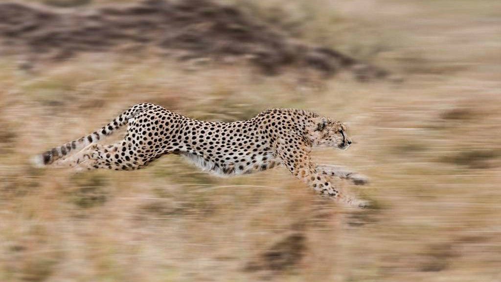 Un nuevo reto: ¿puede ver al chita preparándose para atacar? | El ...