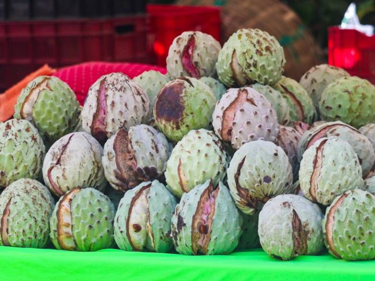Panchimalco se endulza con el Festival de la Anona - El Diario de Hoy