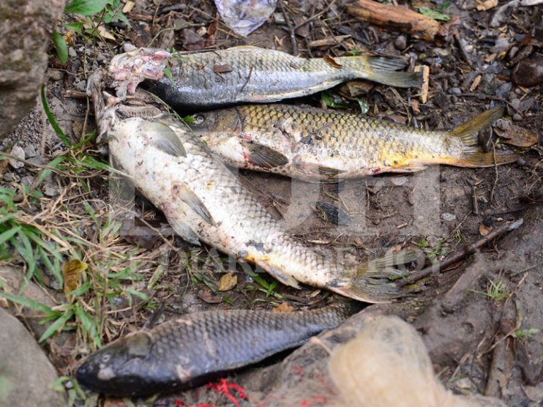 «No se había visto antes»: Alarma en comunidades de lago Suchitlán por ...