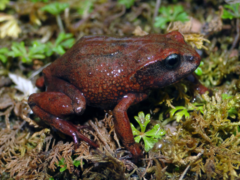 Descubren dos nuevas especies de rana en la Amazonía de Perú – El ...