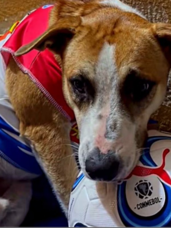 Dexter, símbolo de Paraguay para el Mundial 2026